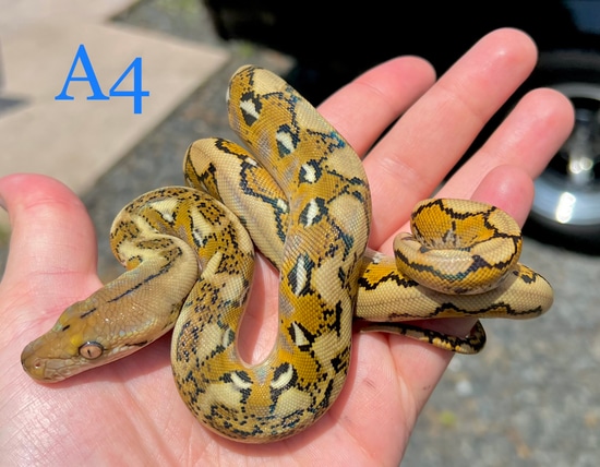 Platinum Het Orange Ghost Strip Reticulated Python by Solid Snakes