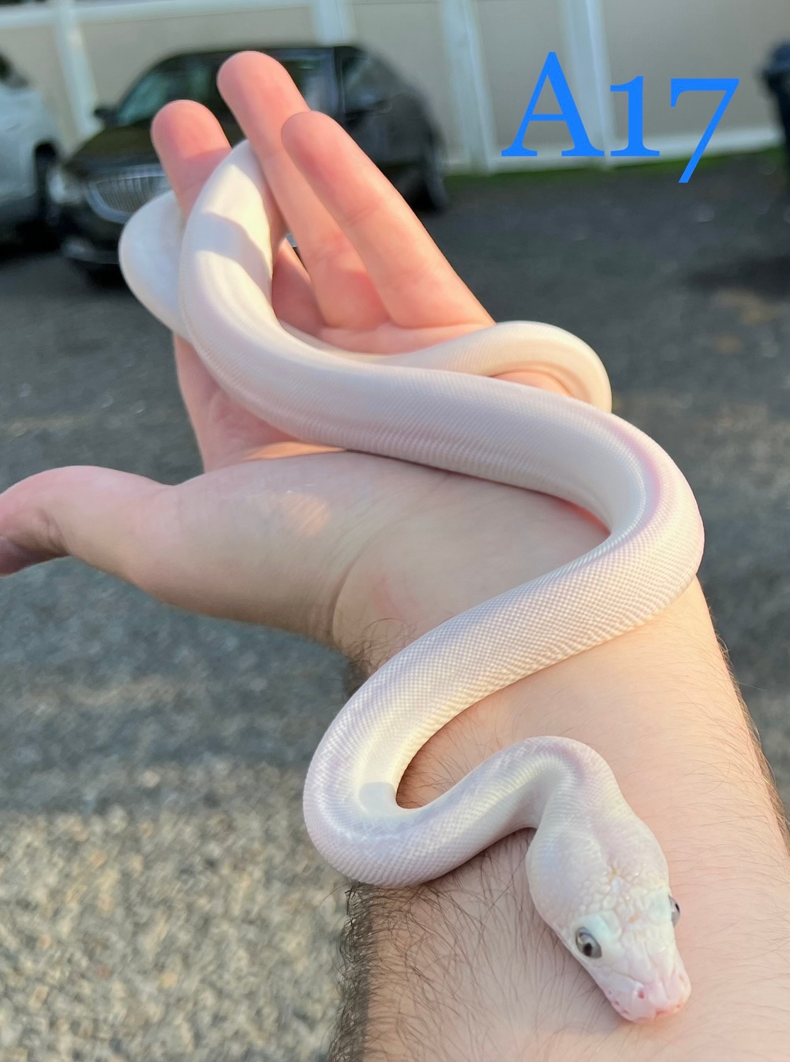 GC Cow Possibly Platinum Reticulated Python by Solid Snakes - MorphMarket