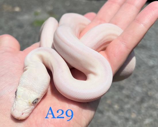 Golden Child Cow Reticulated Python by Solid Snakes