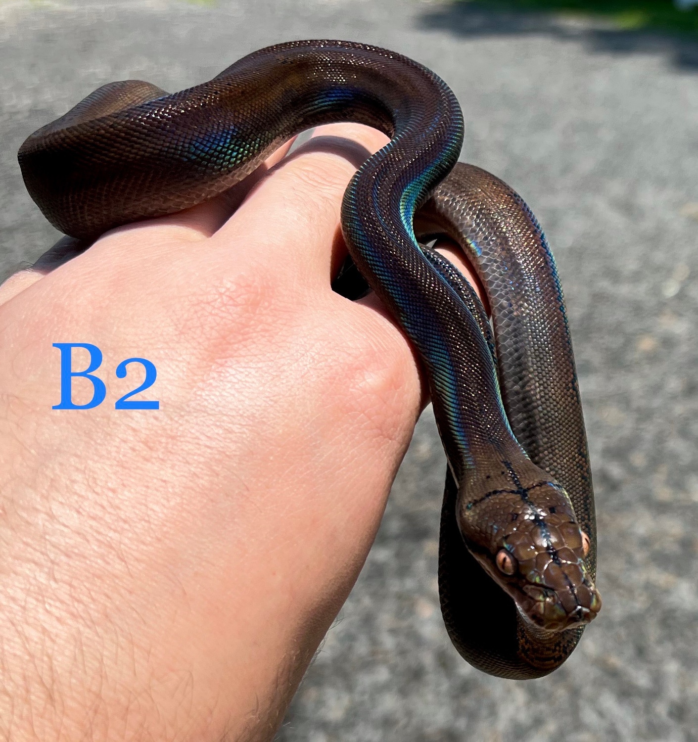 Golden Child Het Orange Ghost Stripe Reticulated Python by Solid Snakes ...