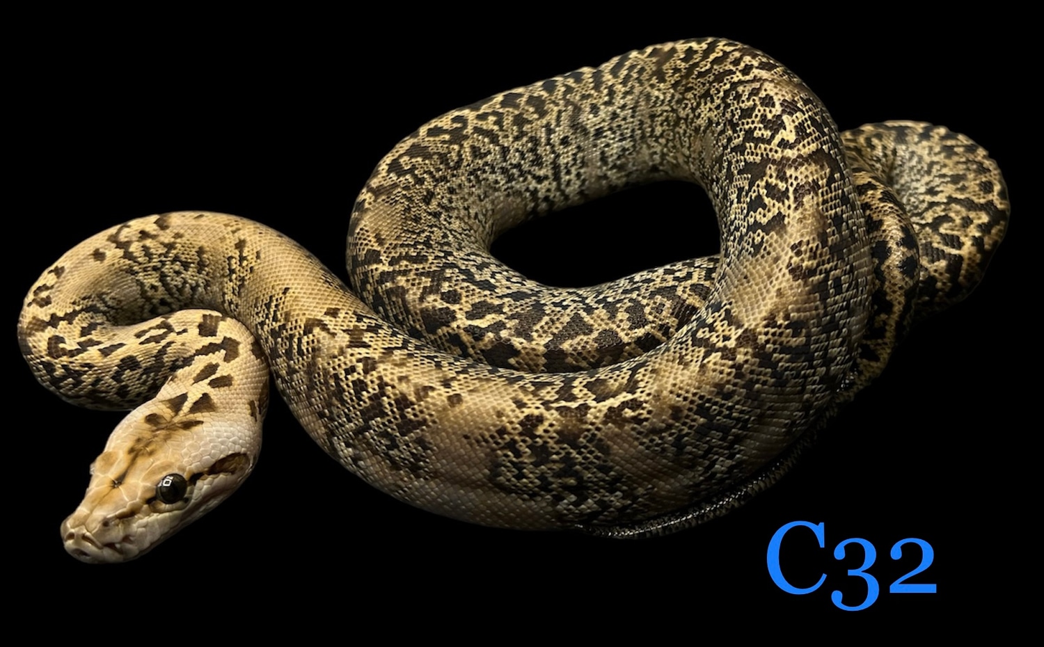 Granite Het Green Burmese Python by Solid Snakes - MorphMarket