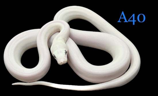 Golden Child Cow Reticulated Python by Solid Snakes