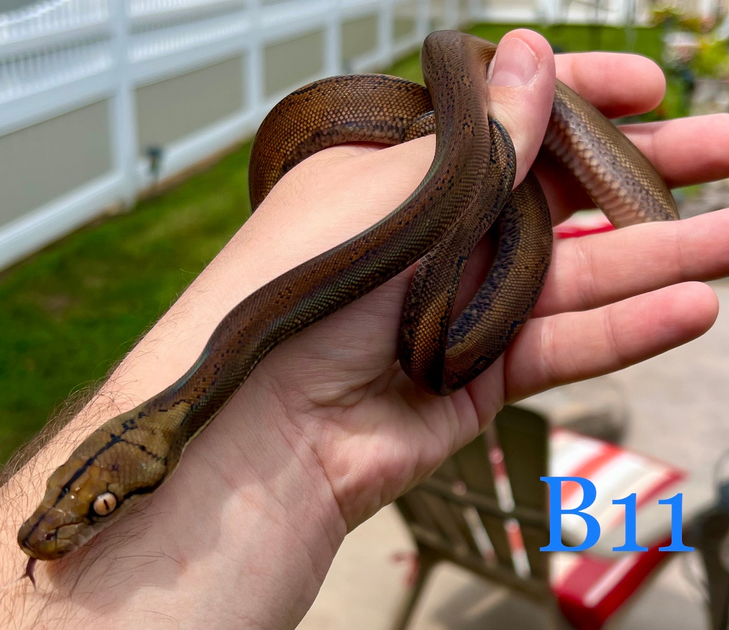 Goldenchild Het Orange Ghost Stripe Reticulated Python by Solid Snakes ...