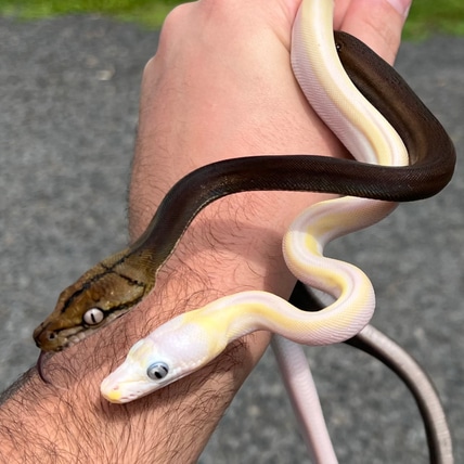 Solid Snakes - MorphMarket