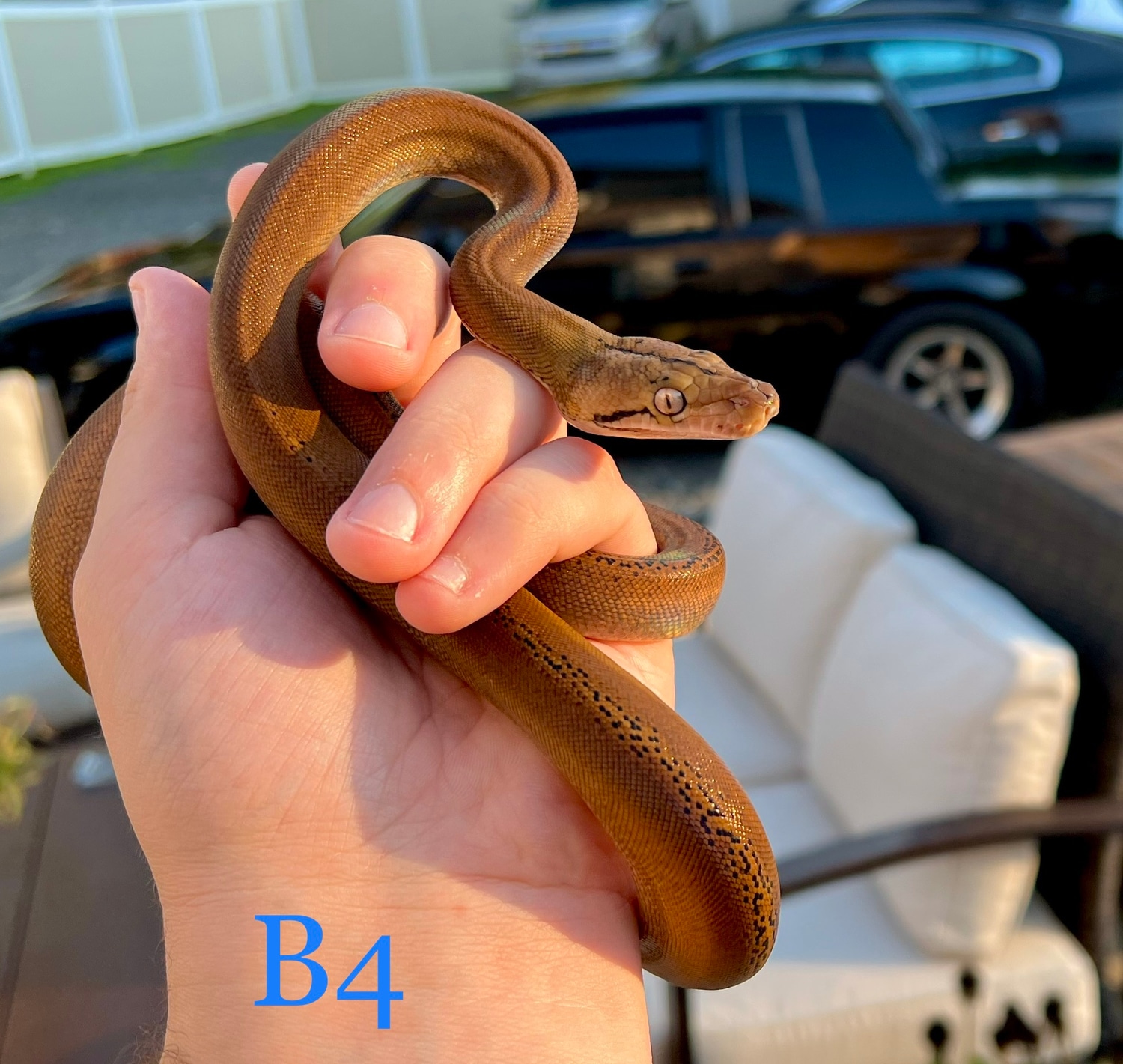 Platinum Goldenchild Het Orange Ghost Stripe Reticulated Python by ...