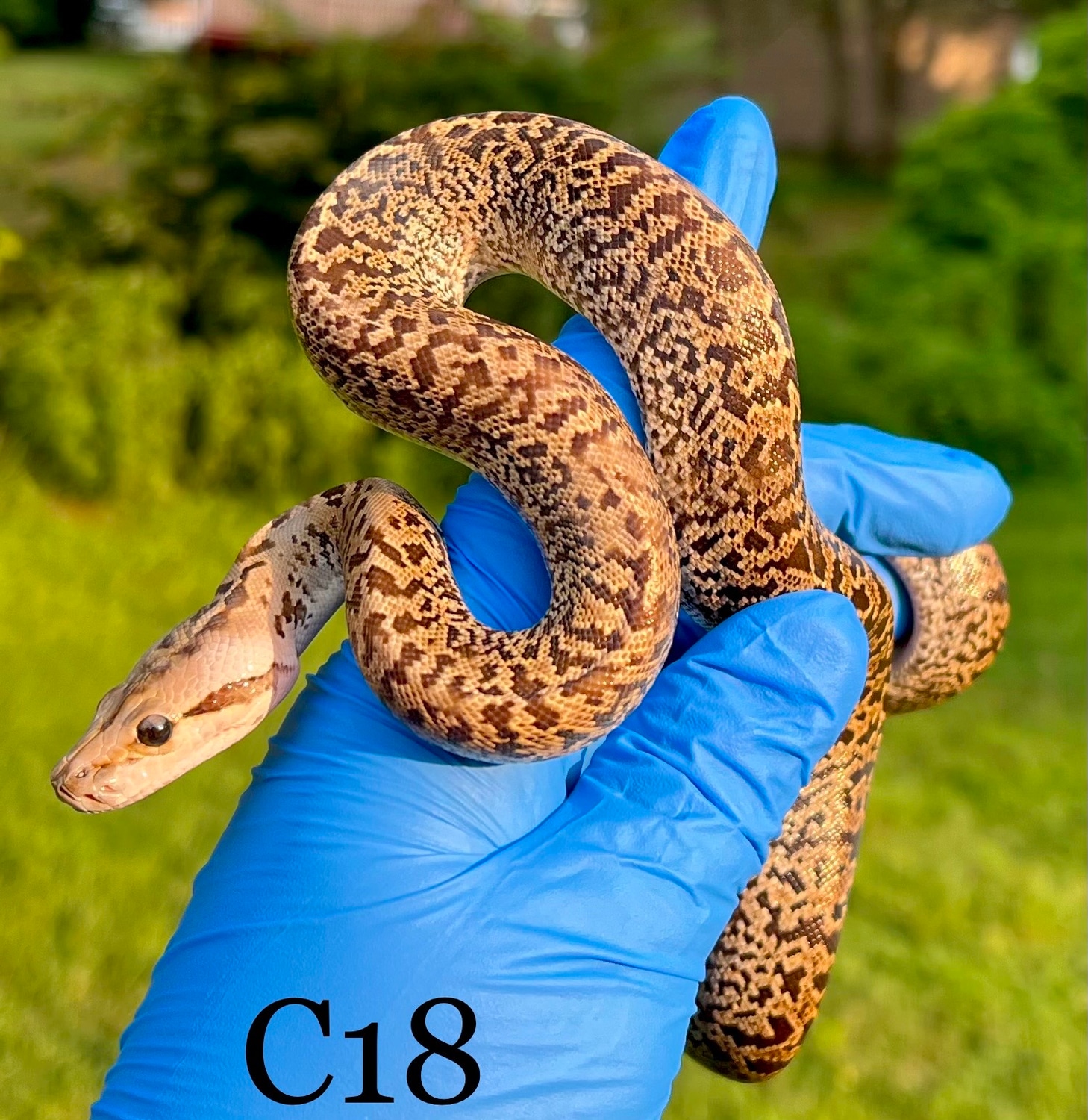Granite Het Green Burmese Python by Solid Snakes - MorphMarket