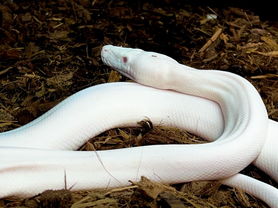 Renick Ghost Super Phantom Poss Genetic Stripe Super Sun Reticulated ...