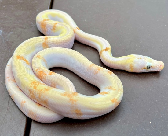 Paradox Cow Reticulated Python by Solid Snakes