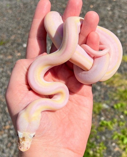 Paradox Cow Reticulated Python by Solid Snakes