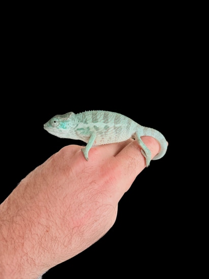 Blue Ambanja Male Panther Chameleon by Cham Connection
