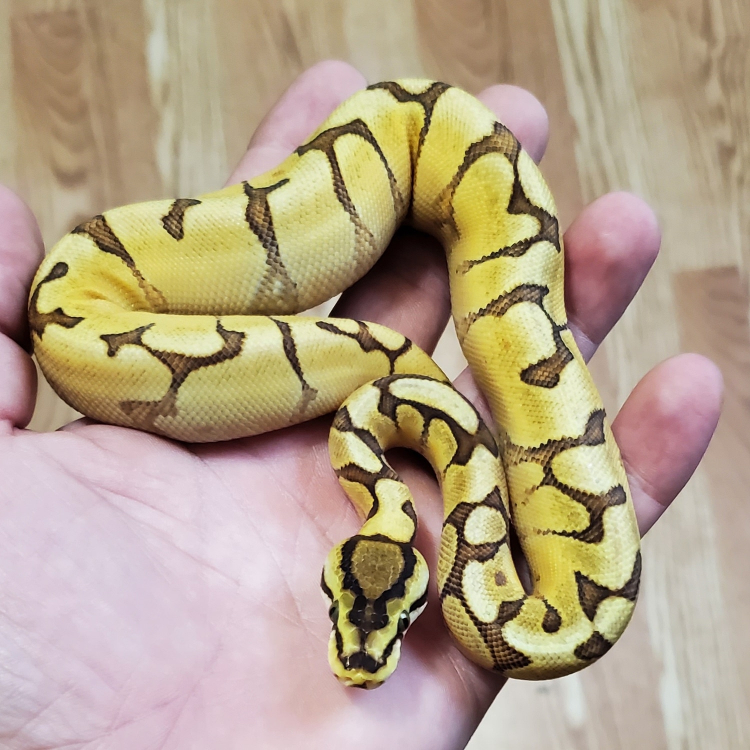 OD YB Enchi Mojave Spider Ball Python by Delmarva Ball Pythons ...