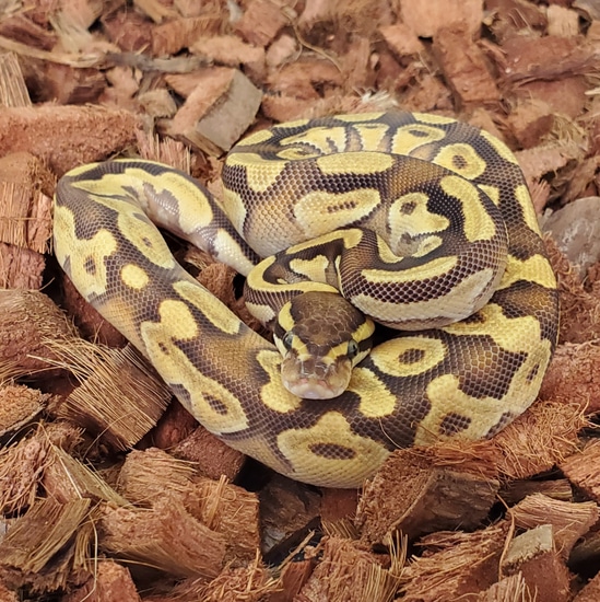 OD YB Mojave Ball Python by Delmarva Ball Pythons