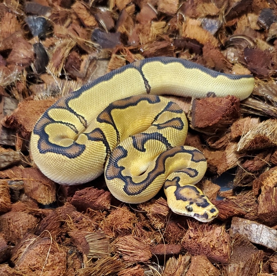 Enchi Fire Clown Ball Python by Delmarva Ball Pythons