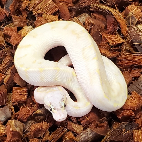 Enchi Pastel Ivory Ball Python by Delmarva Ball Pythons