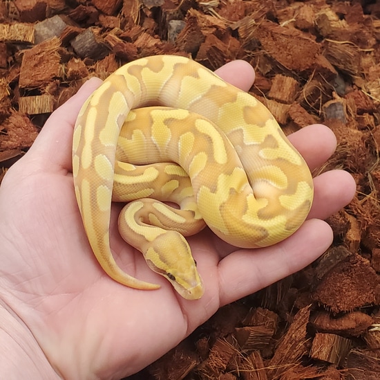 Banana Enchi Lesser (OD, YB) Ball Python by Delmarva Ball Pythons