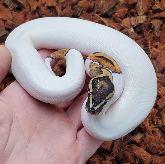 Pied 100% Het Albino Ball Python by Delmarva Ball Pythons