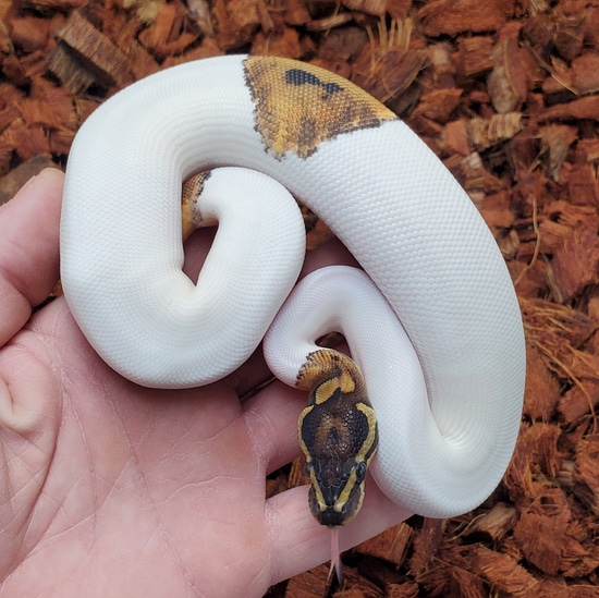 Pied 100% Het Albino (Kinked Spine) Ball Python by Delmarva Ball Pythons