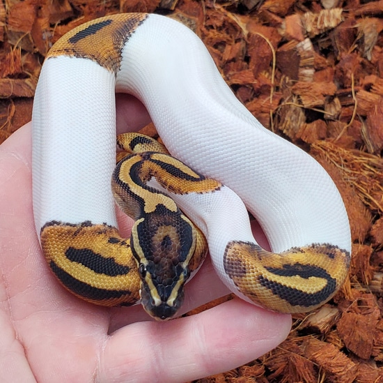 Pied 100% Het Albino Ball Python by Delmarva Ball Pythons