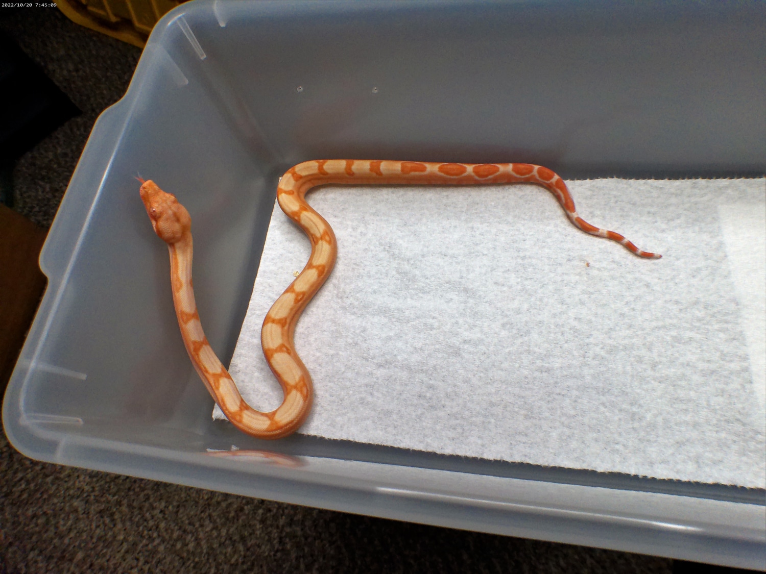 Sunglow Het Blood Boa Constrictor by D-Morphs - MorphMarket