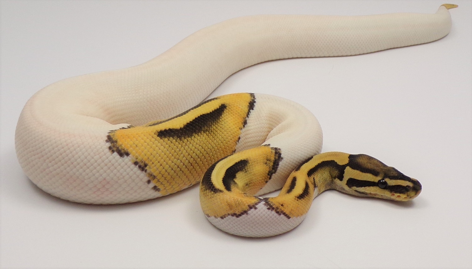 Desert Ghost Pied Ball Python by Delphi Pythons - MorphMarket