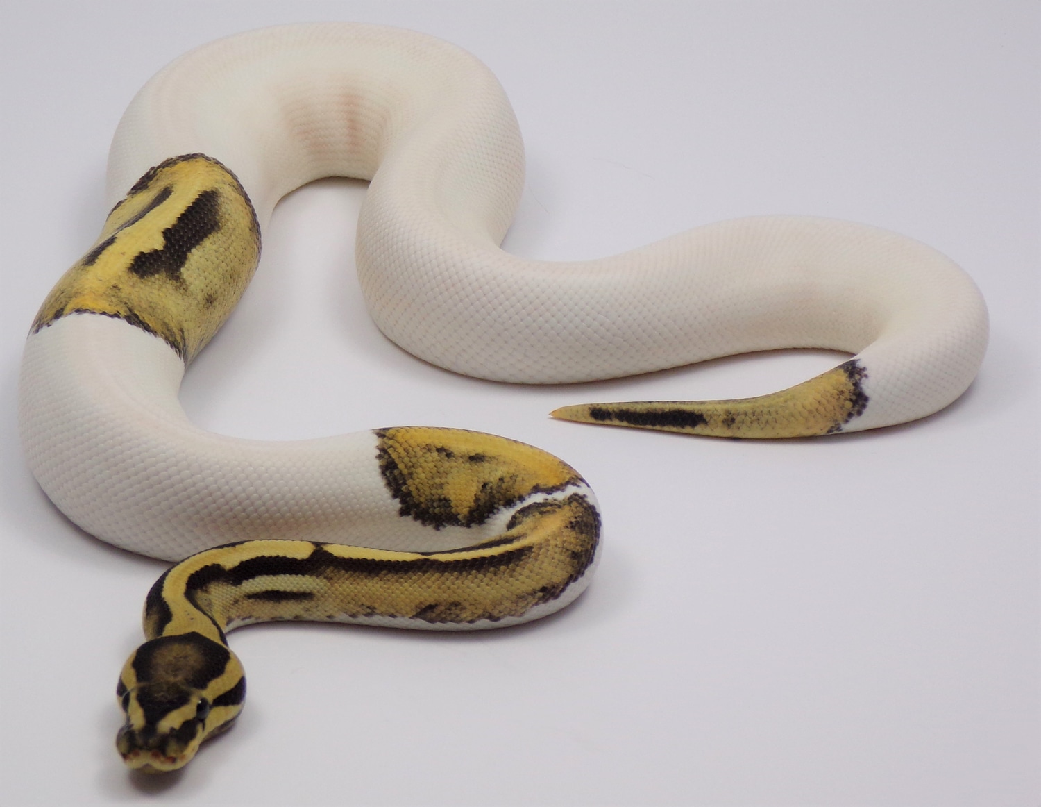 Desert Ghost Pied Ball Python by Delphi Pythons - MorphMarket