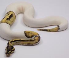 Dessert Ghost Pied Ball Python by Delphi Pythons - MorphMarket