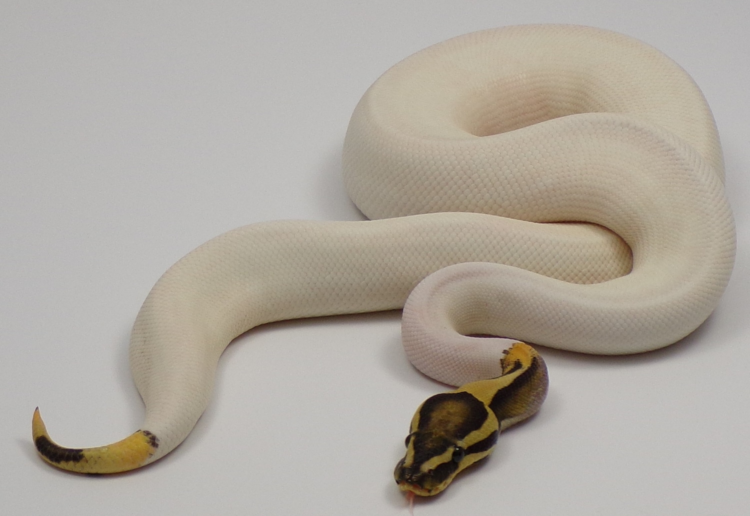 Dessert Ghost Pied Ball Python by Delphi Pythons - MorphMarket