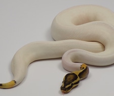 Dessert Ghost Pied Ball Python by Delphi Pythons - MorphMarket