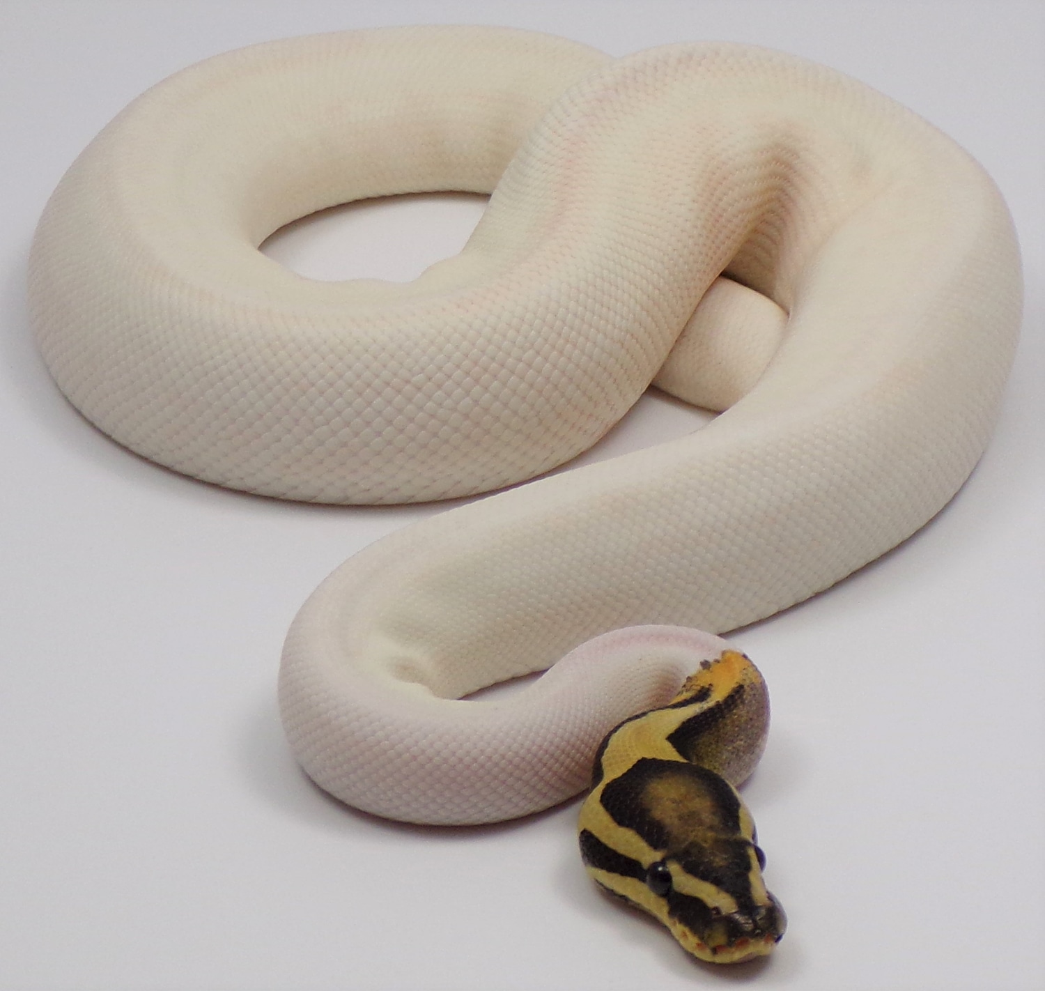Desert Ghost Pied Ball Python by Delphi Pythons - MorphMarket