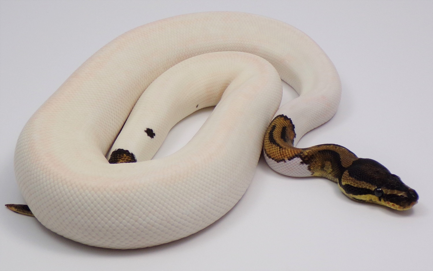 Pied Het Desert Ghost Ball Python by Delphi Pythons - MorphMarket