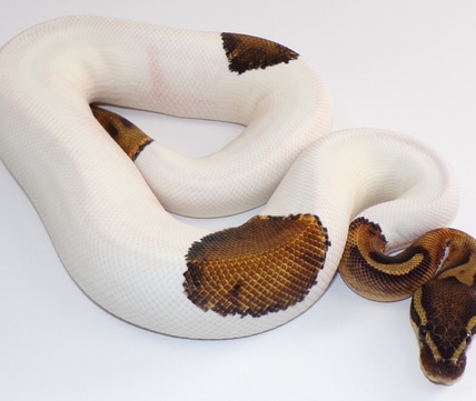 Dessert Ghost Pied Ball Python by Delphi Pythons - MorphMarket