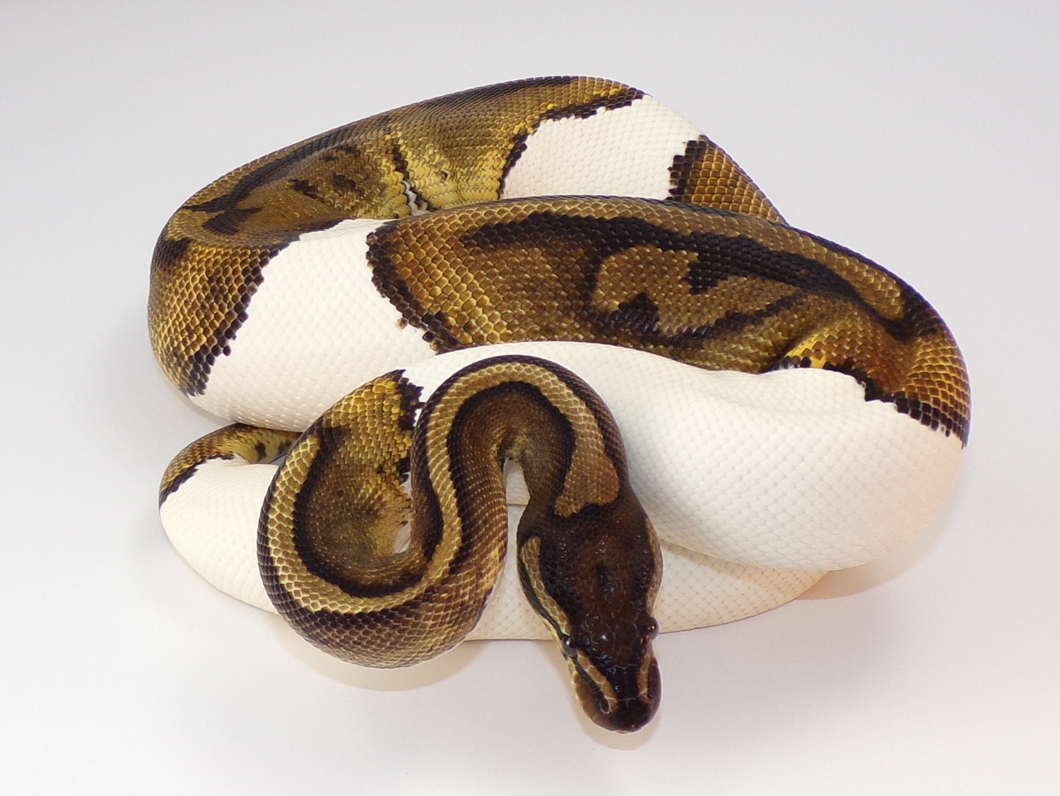 Pied Het Desert Ghost Ball Python by Delphi Pythons - MorphMarket