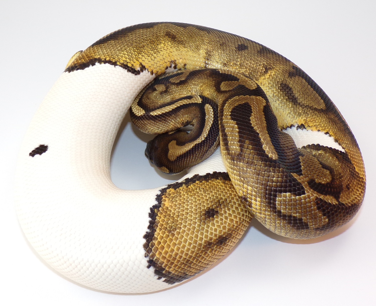 Pied Het Desert Ghost Ball Python by Delphi Pythons - MorphMarket