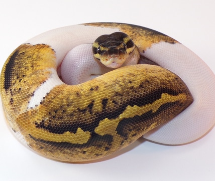 Desert Ghost Pied Ball Python by Delphi Pythons - MorphMarket