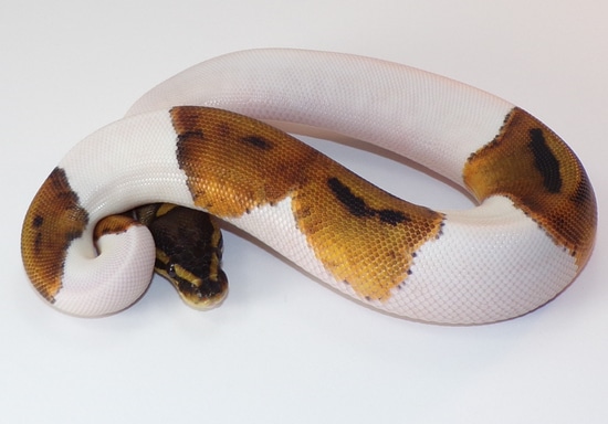 Pied Het Desert Ghost Ball Python by Delphi Pythons