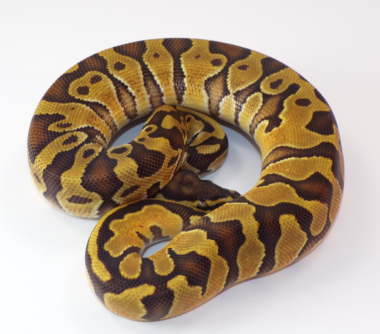 Enchi Double Het Monsoon Pied Ball Python by Delphi Pythons - MorphMarket