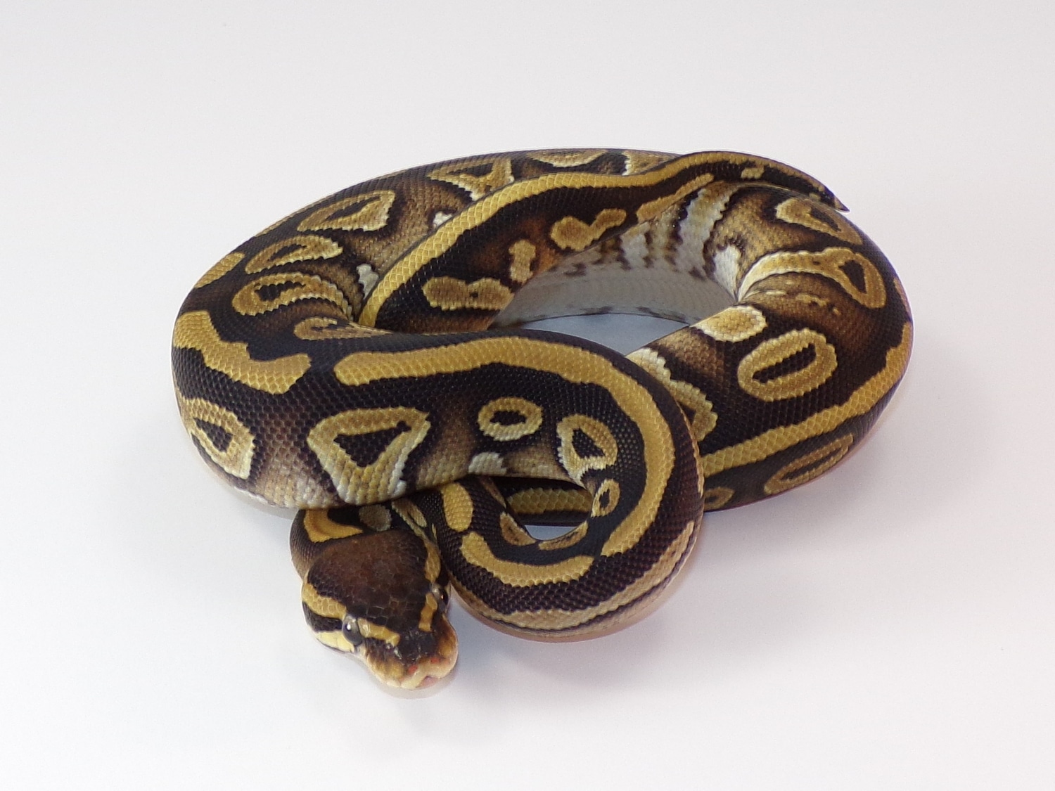 Phantom Double Het Monsoon Pied Ball Python by Delphi Pythons - MorphMarket