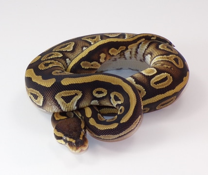 Desert Ghost Pied Ball Python by Delphi Pythons - MorphMarket