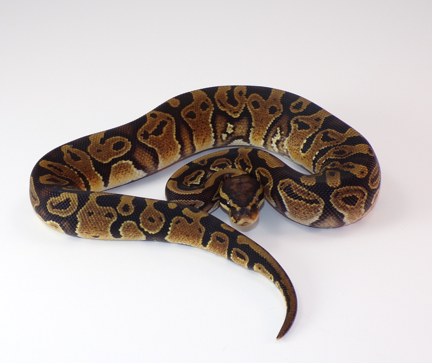 Double Het Monsoon Pied Ball Python by Delphi Pythons - MorphMarket