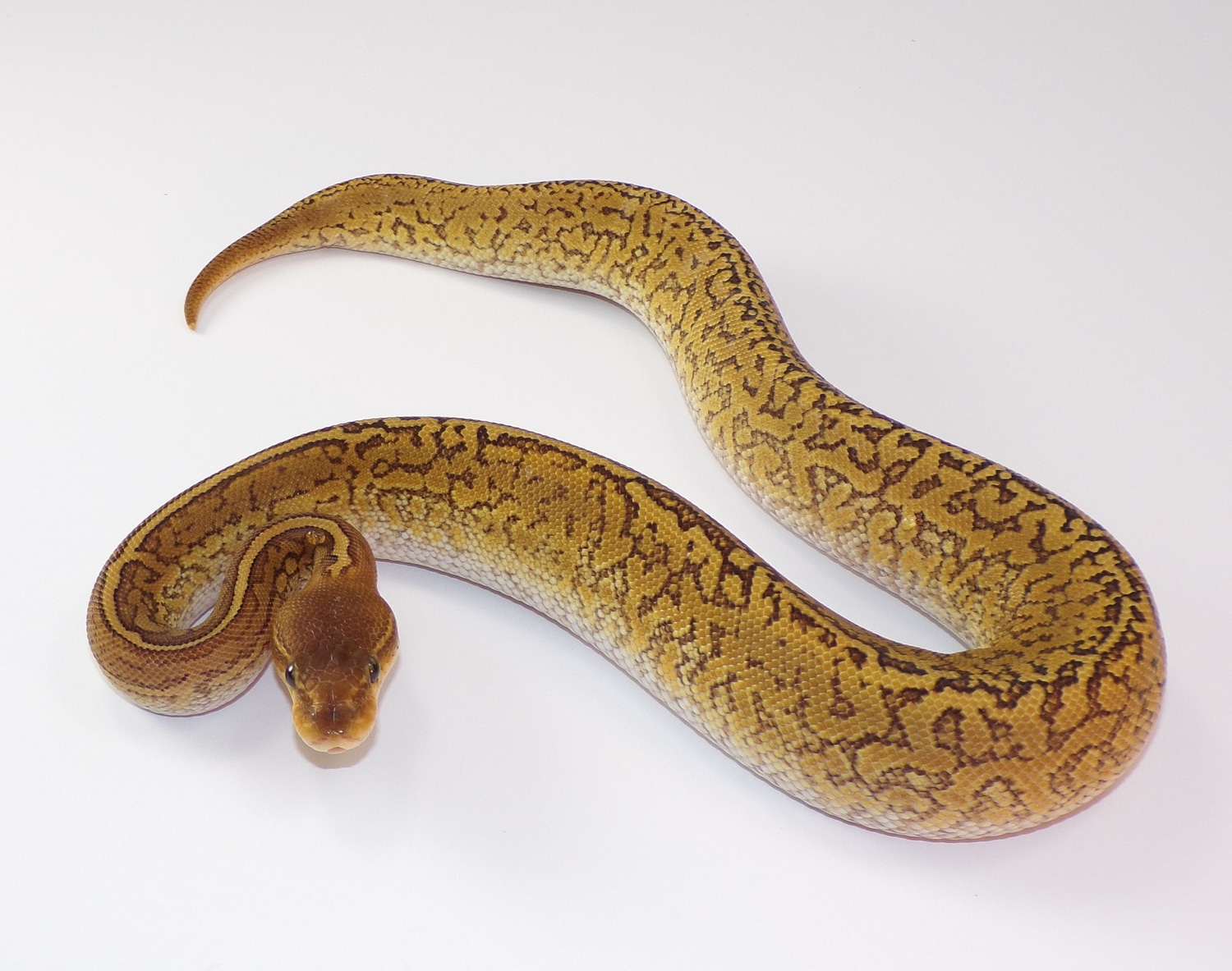 Monsoon Ball Python by Delphi Pythons - MorphMarket