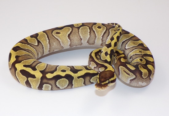 Enchi Phantom Double Het Monsoon Clown Ball Python by Delphi Pythons