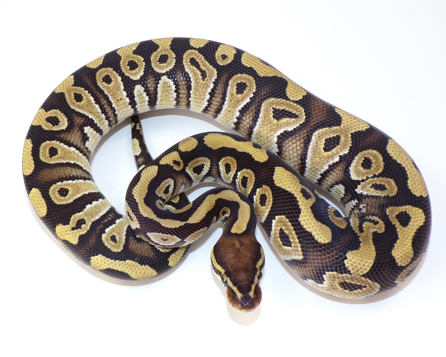 Phantom Double Het Monsoon Clown Ball Python by Delphi Pythons ...