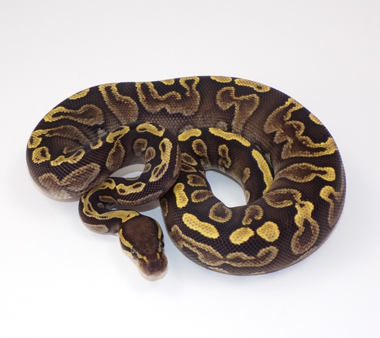 GHI Phantom Het Monsoon 50% Het Candy Ball Python by Delphi Pythons