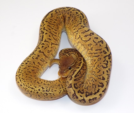Monsoon Ball Python by Delphi Pythons - MorphMarket