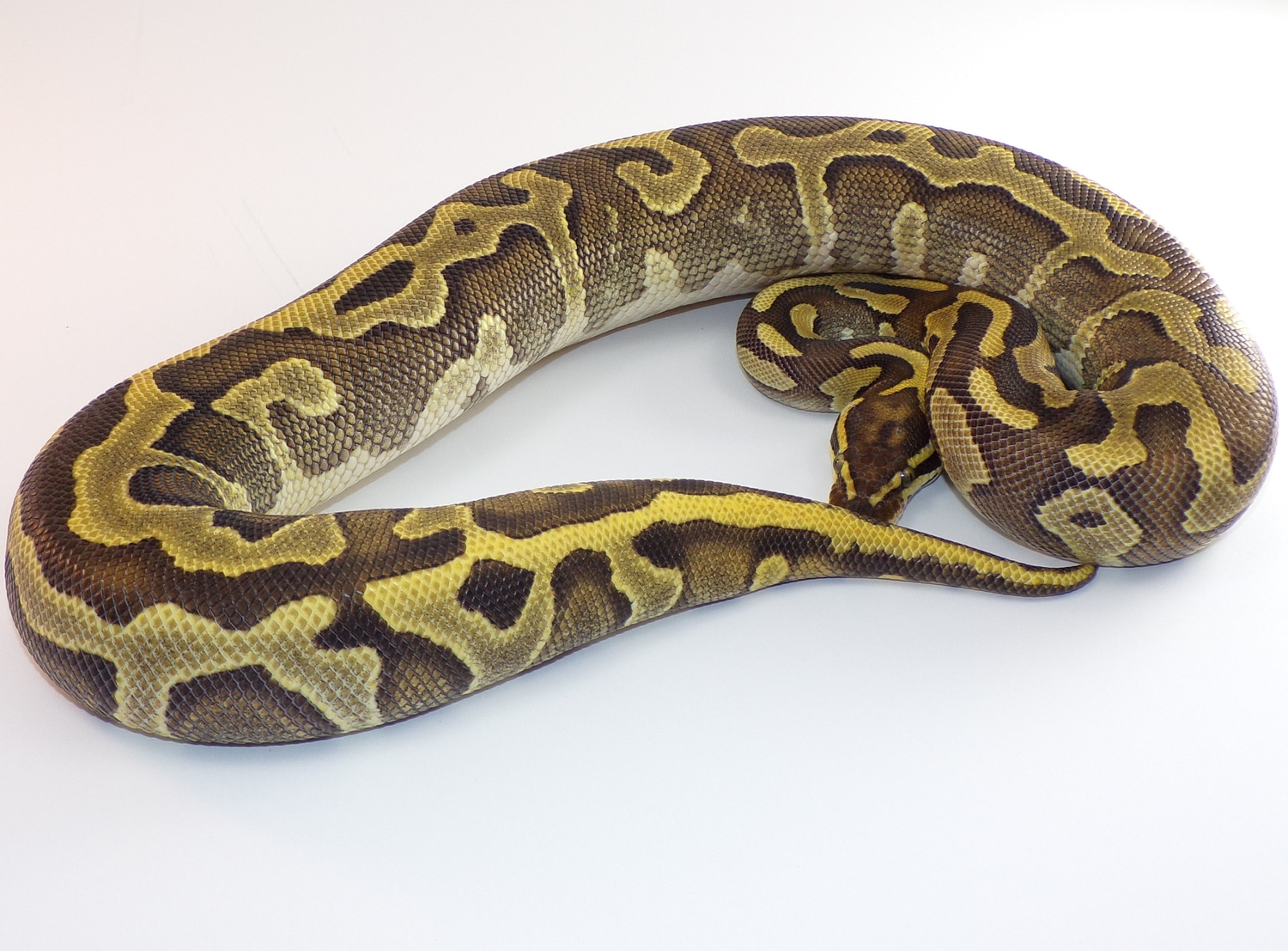 Leopard Enchi Double Het Monsoon Clown (Pos Phantom) Ball Python by ...