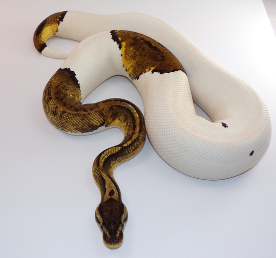 Pastel Pied Het Desert Ghost Ball Python by Delphi Pythons