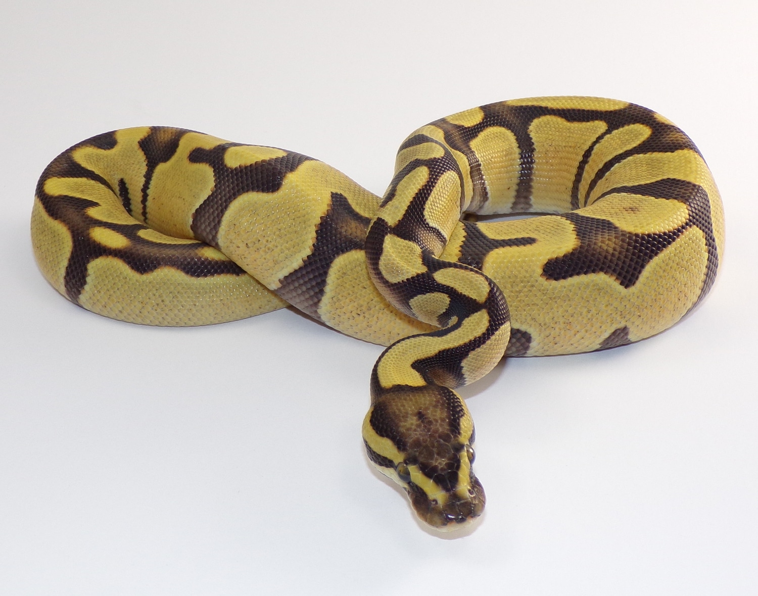 Enchi Desert Ghost Het Pied Ball Python by Delphi Pythons - MorphMarket