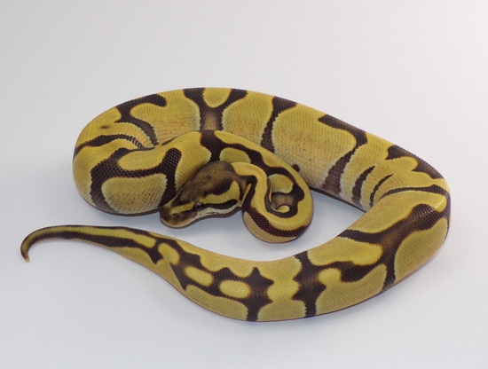 Enchi Desert Ghost Het Pied Ball Python by Delphi Pythons