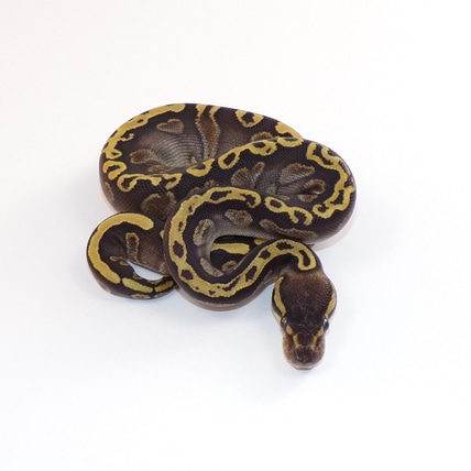 Desert Ghost Pied Ball Python by Delphi Pythons - MorphMarket