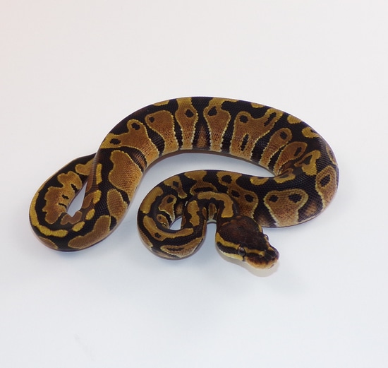 Het Monsoon 50% Het Candy Ball Python by Delphi Pythons